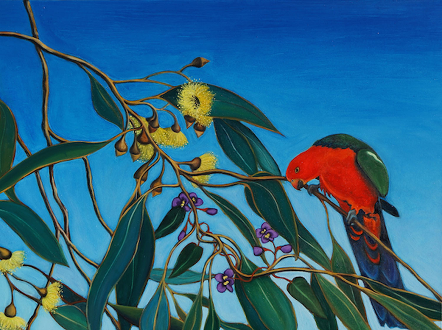 King Parrot